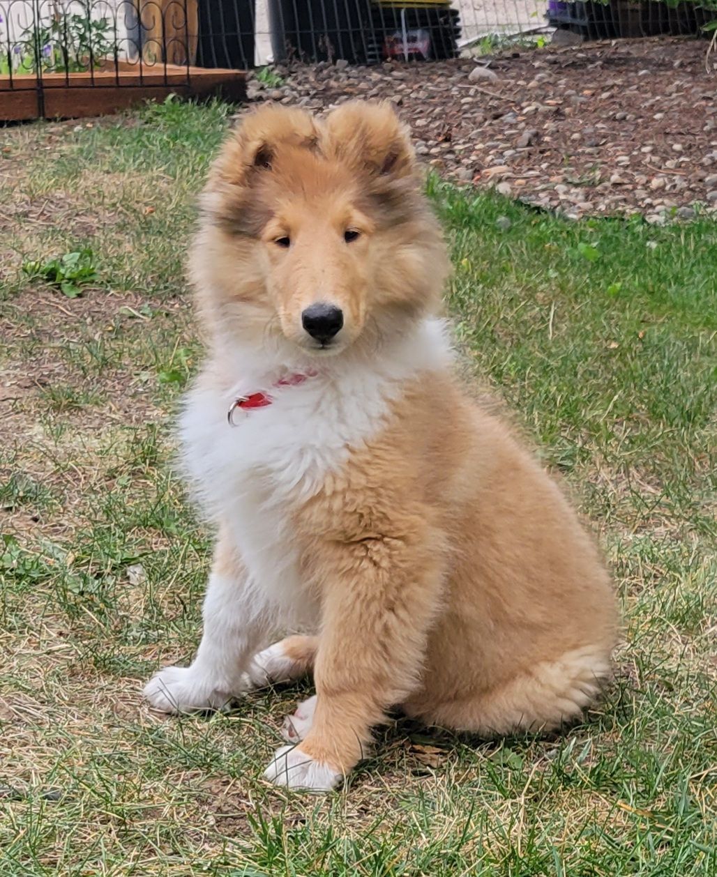 Riverrun Collies - In the Spotlight