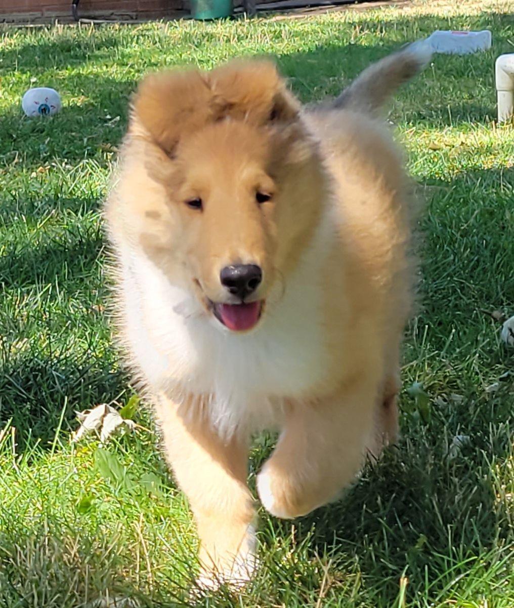 Riverrun Collies - In the Spotlight