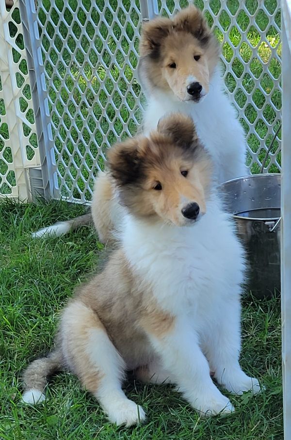 Riverrun Collies - Young Hopefuls