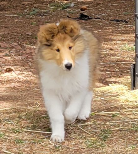 Riverrun Collies - Young Hopefuls