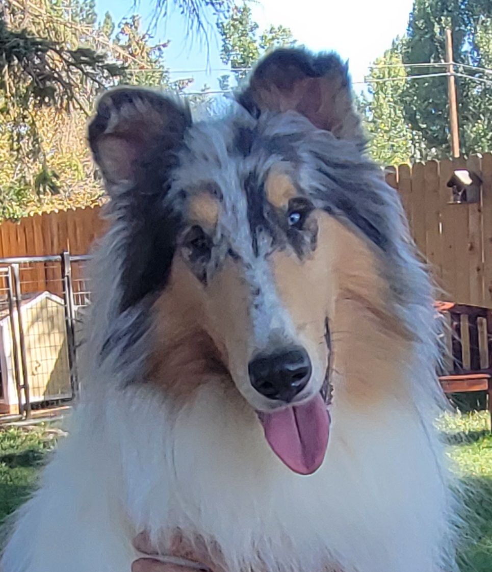 Riverrun Collies - Available