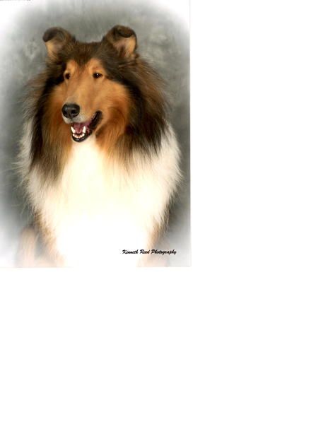 Riverrun Collies - Jeremy - CH. Riverrun Galatean Unleash The Lion