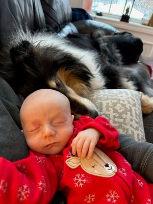 Riverrun Collies - Litters