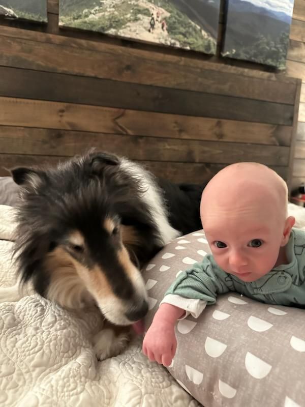 Riverrun Collies - Litters