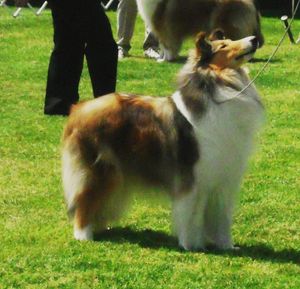 Riverrun Collies - Show News