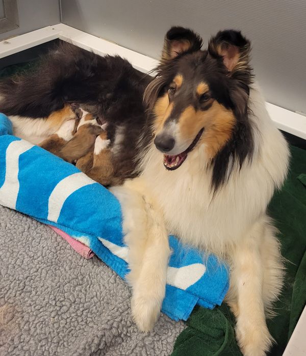 Riverrun Collies - Litters