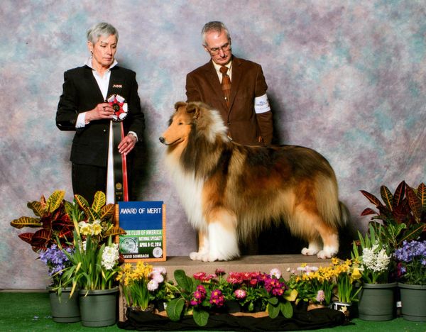 Riverrun Collies - Jeremy - CH. Riverrun Galatean Unleash The Lion