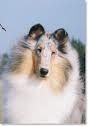 Riverrun Collies - Jeremy - CH. Riverrun Galatean Unleash The Lion