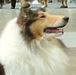 Riverrun Collies - Jeremy - CH. Riverrun Galatean Unleash The Lion