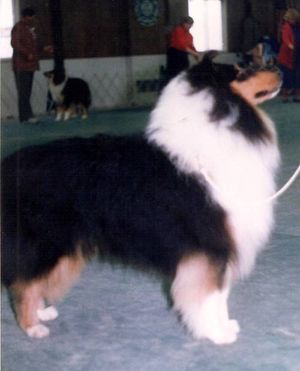 Riverrun Collies - Mister Pups