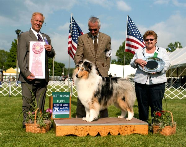 Riverrun Collies - Pedigree of Jimmy x Desi Litter