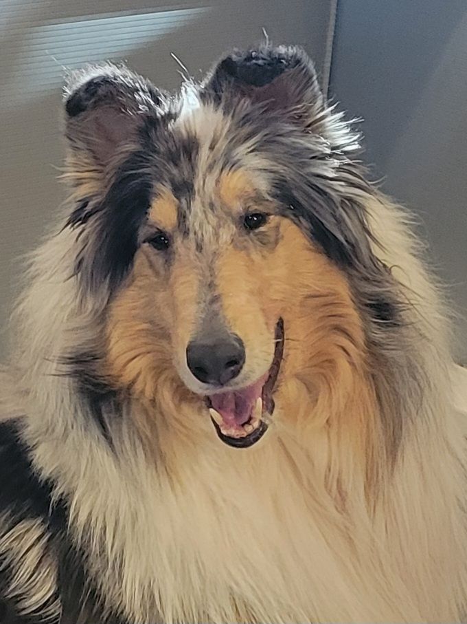 Riverrun Collies - In the Spotlight