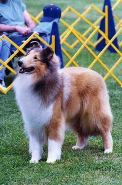 Riverrun Collies - Jeremy - CH. Riverrun Galatean Unleash The Lion