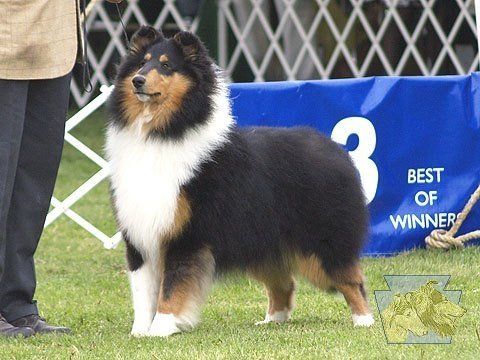 Riverrun Collies - Jeremy - CH. Riverrun Galatean Unleash The Lion