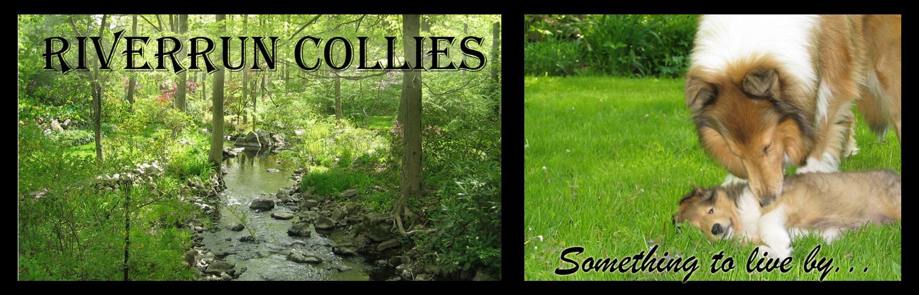 Riverrun Collies - Available