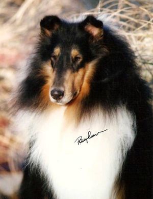 Riverrun Collies - Mister Pups