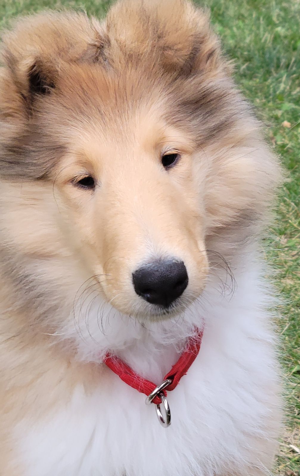 Riverrun Collies - In the Spotlight