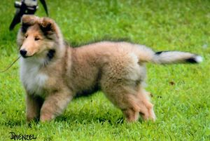 Riverrun Collies - Males