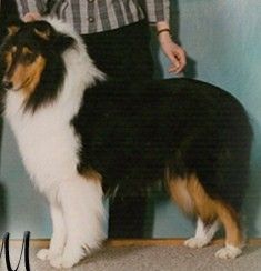 Riverrun Collies - Jeremy - CH. Riverrun Galatean Unleash The Lion