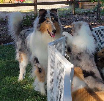 Riverrun Collies - Available