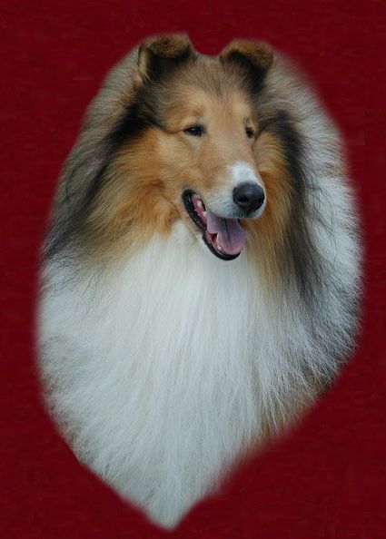 Riverrun Collies - Jeremy - CH. Riverrun Galatean Unleash The Lion