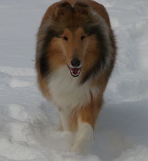 Riverrun Collies - Influential Collies
