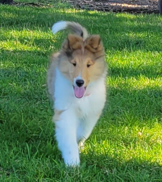 Riverrun Collies - Young Hopefuls