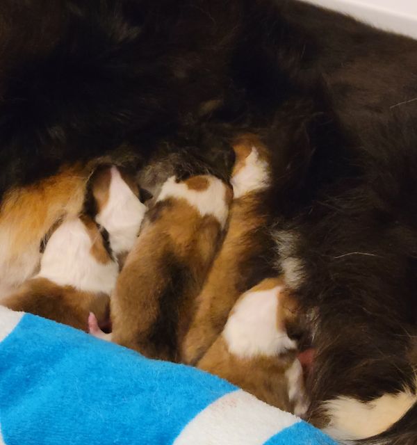 Riverrun Collies - Litters