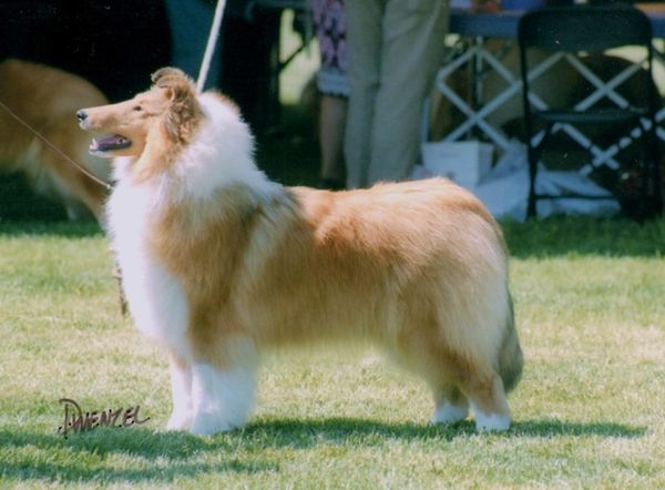 Riverrun Collies - Jeremy - CH. Riverrun Galatean Unleash The Lion
