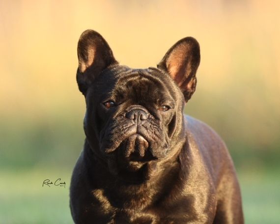Abellio French Bulldogs - Wizard