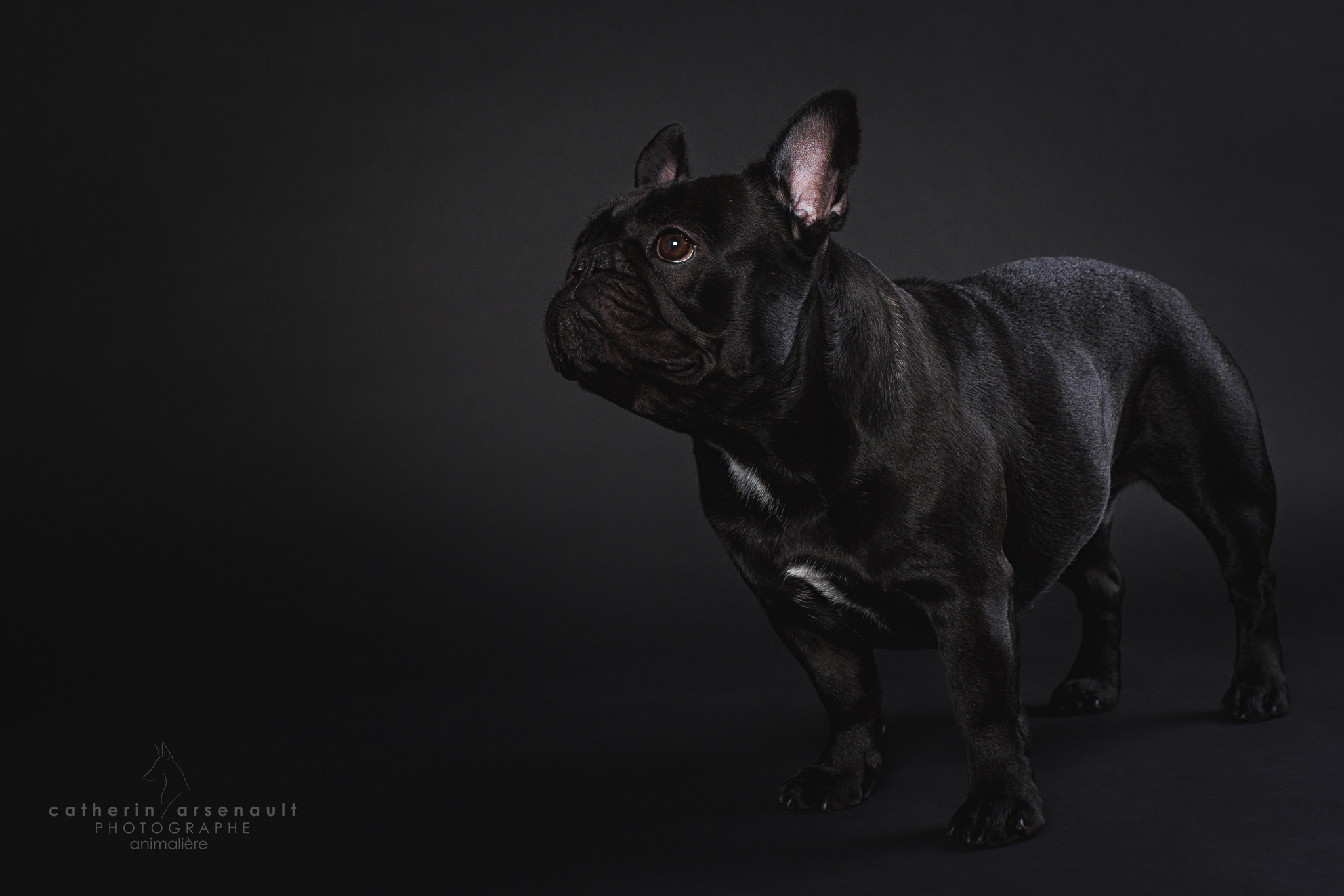 Abellio French Bulldogs - Wizard