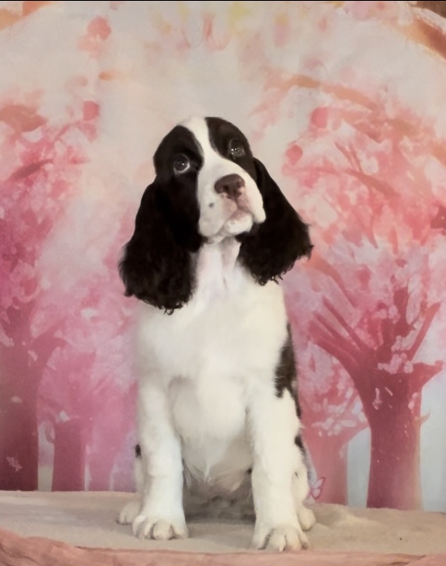 Starlet ~ AKC English Springer Spaniels in Oregon