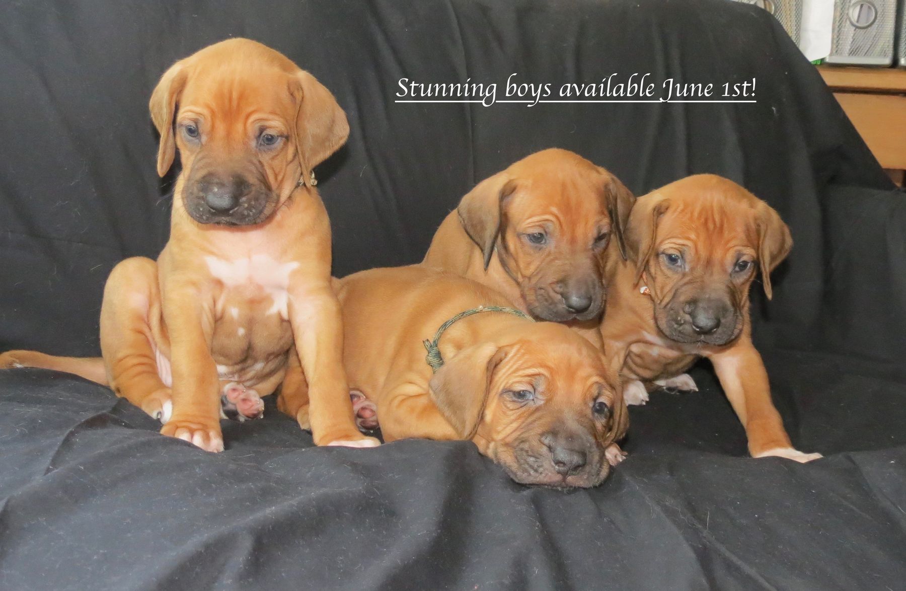 Family Raised Rhodesian RIdgebacks in Florida