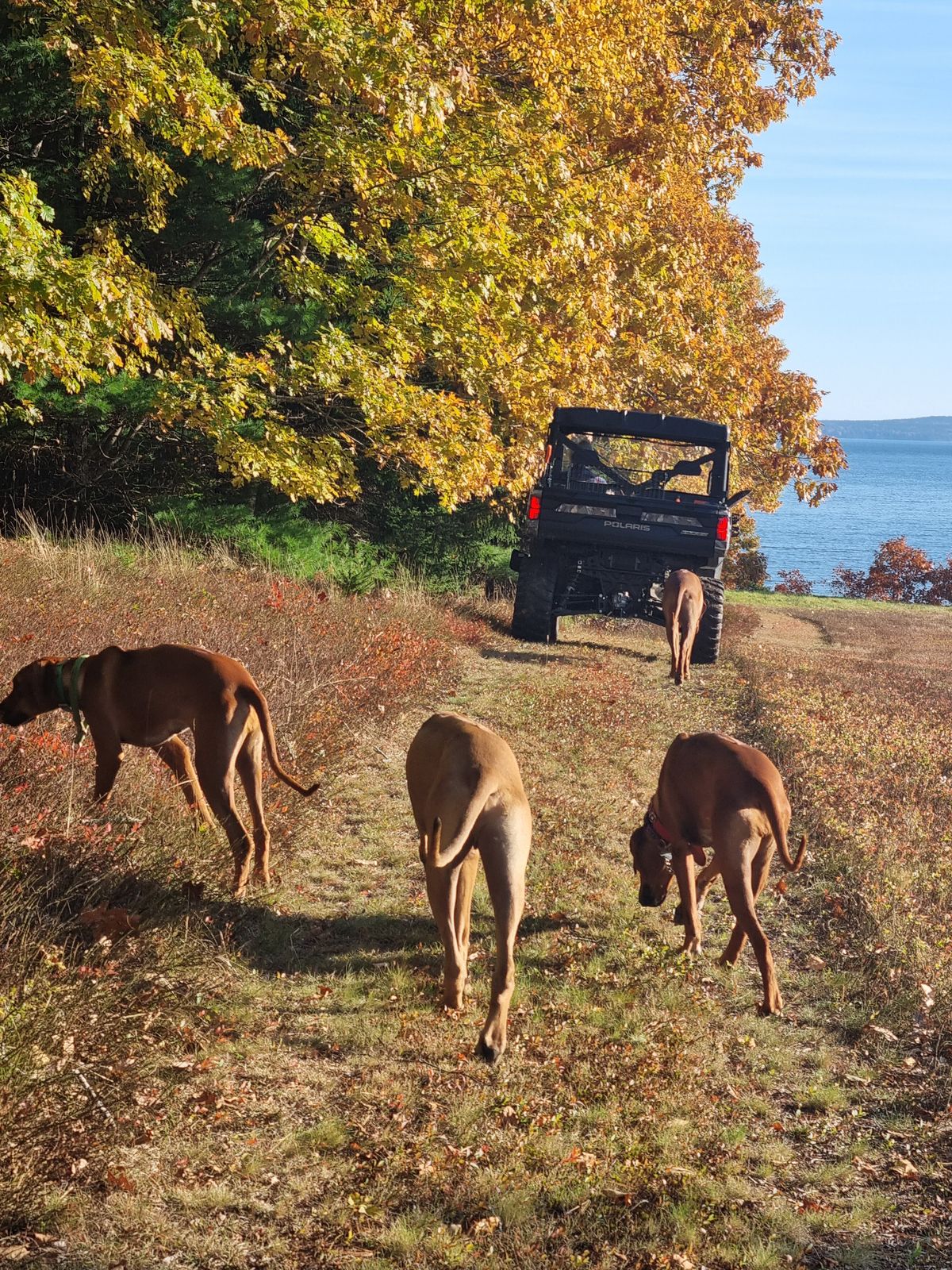 Family Raised Rhodesian RIdgebacks in Florida