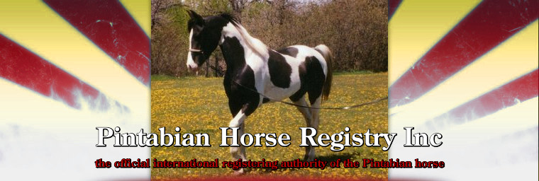 Pintabian Horse Registry Inc