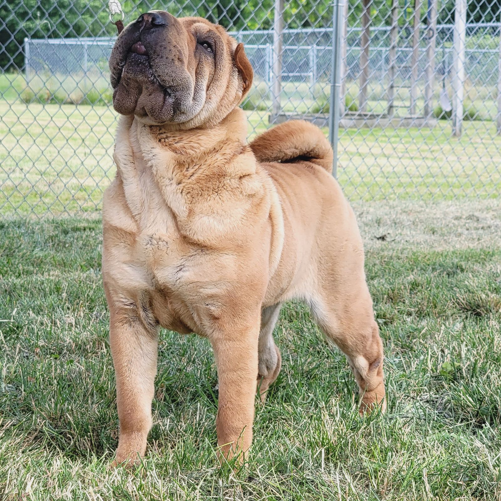 Shine Shar-Pei - Styx