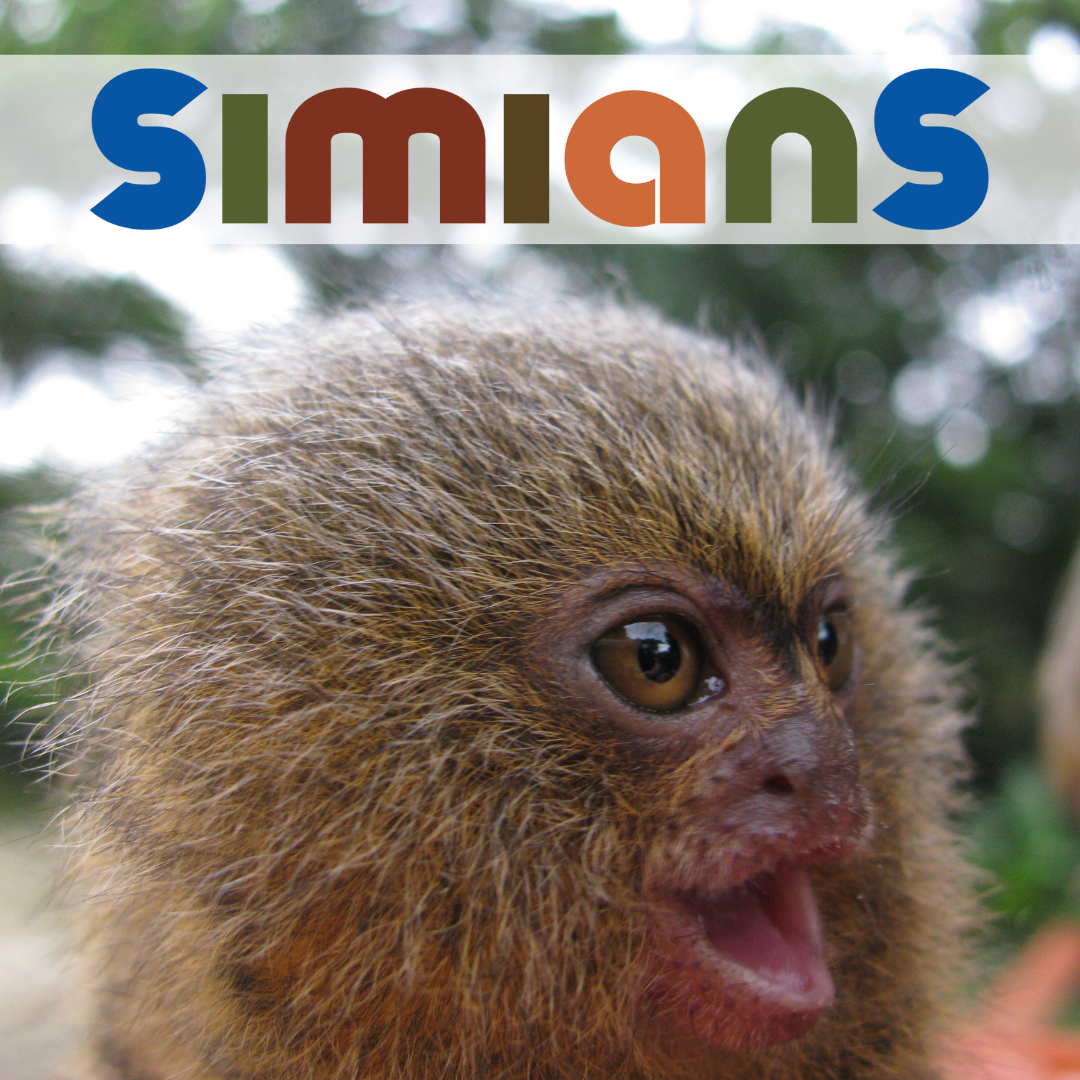 Simians