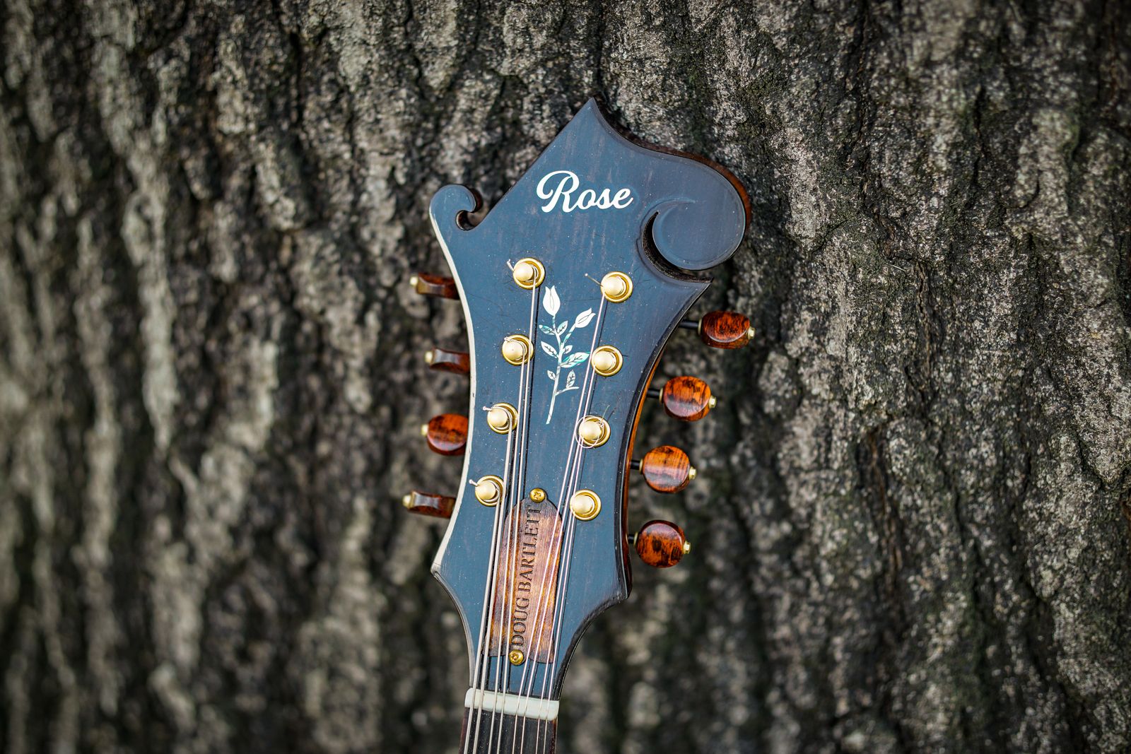 Rose Mandolins - Photos