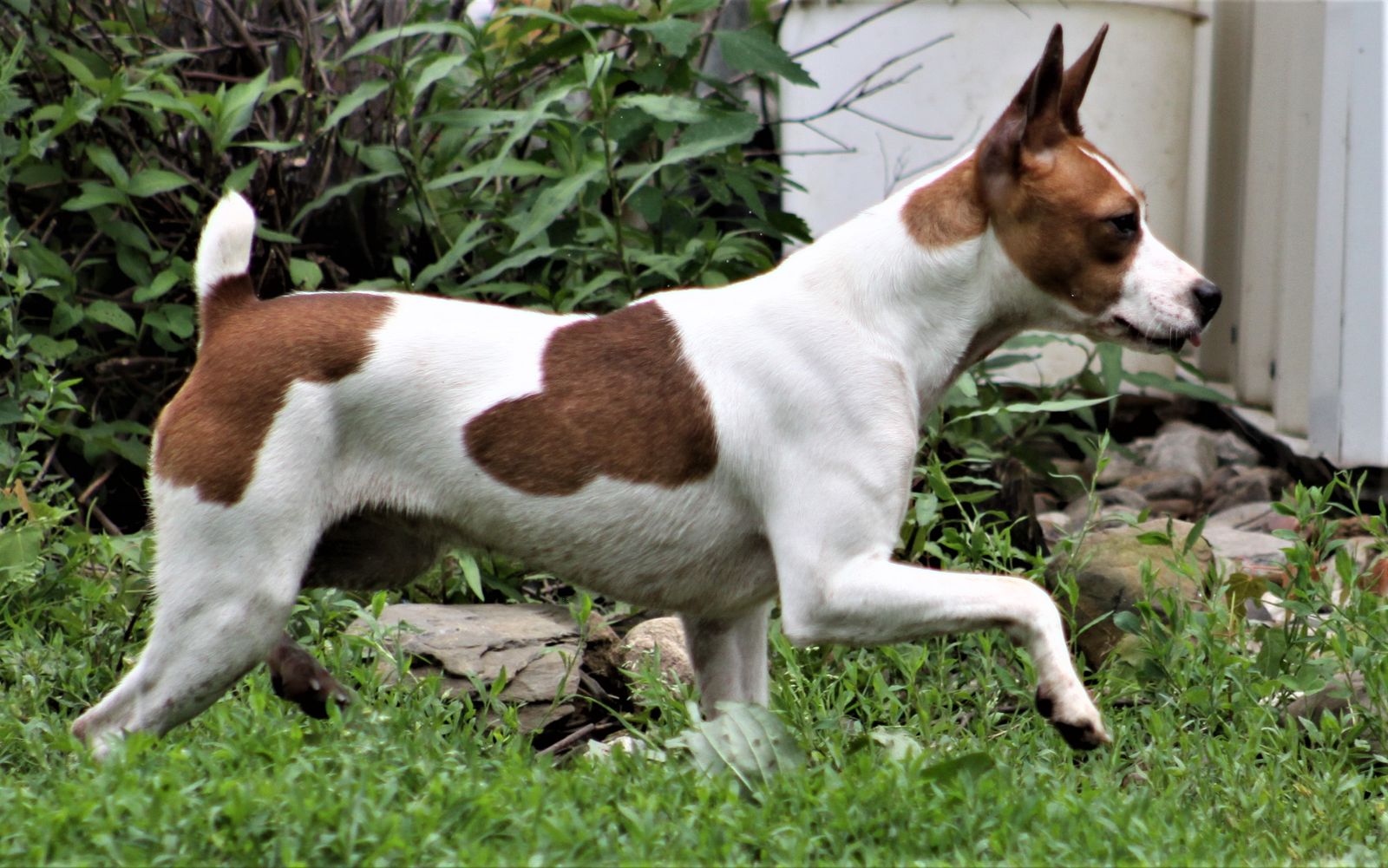 Seegmiller Standard Rat Terriers - Female Rat Terriers