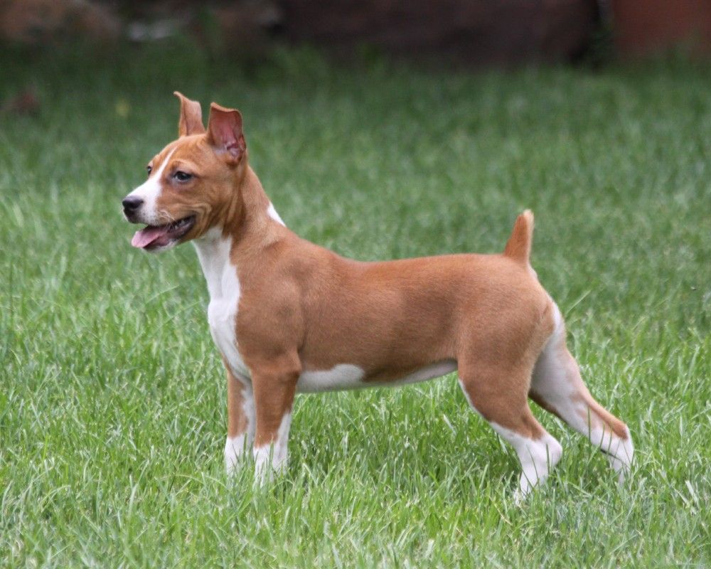 Seegmiller Standard Rat Terriers - Female Rat Terriers