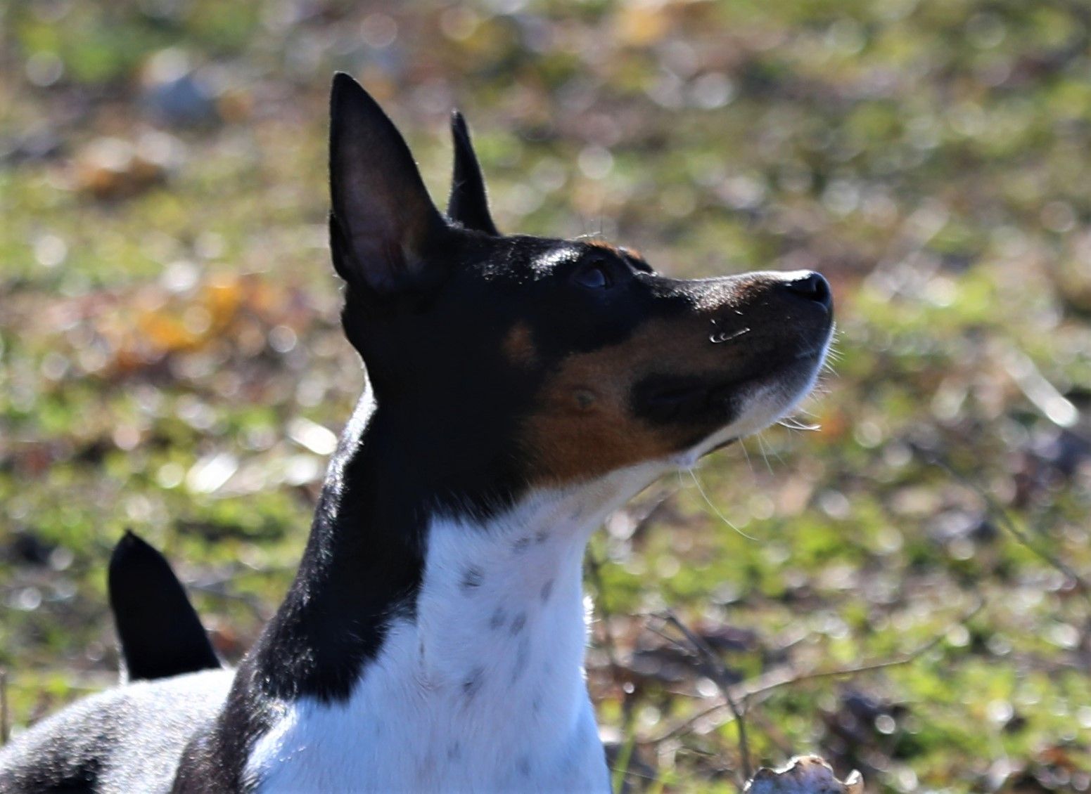 Seegmiller Standard Rat Terriers - Female Rat Terriers