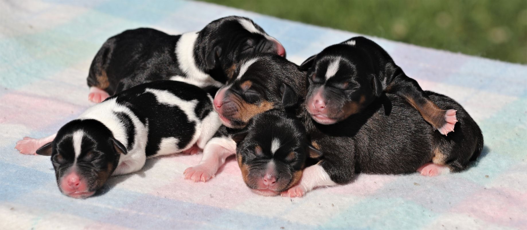 Seegmiller Standard Rat Terriers - Puppies For Sale