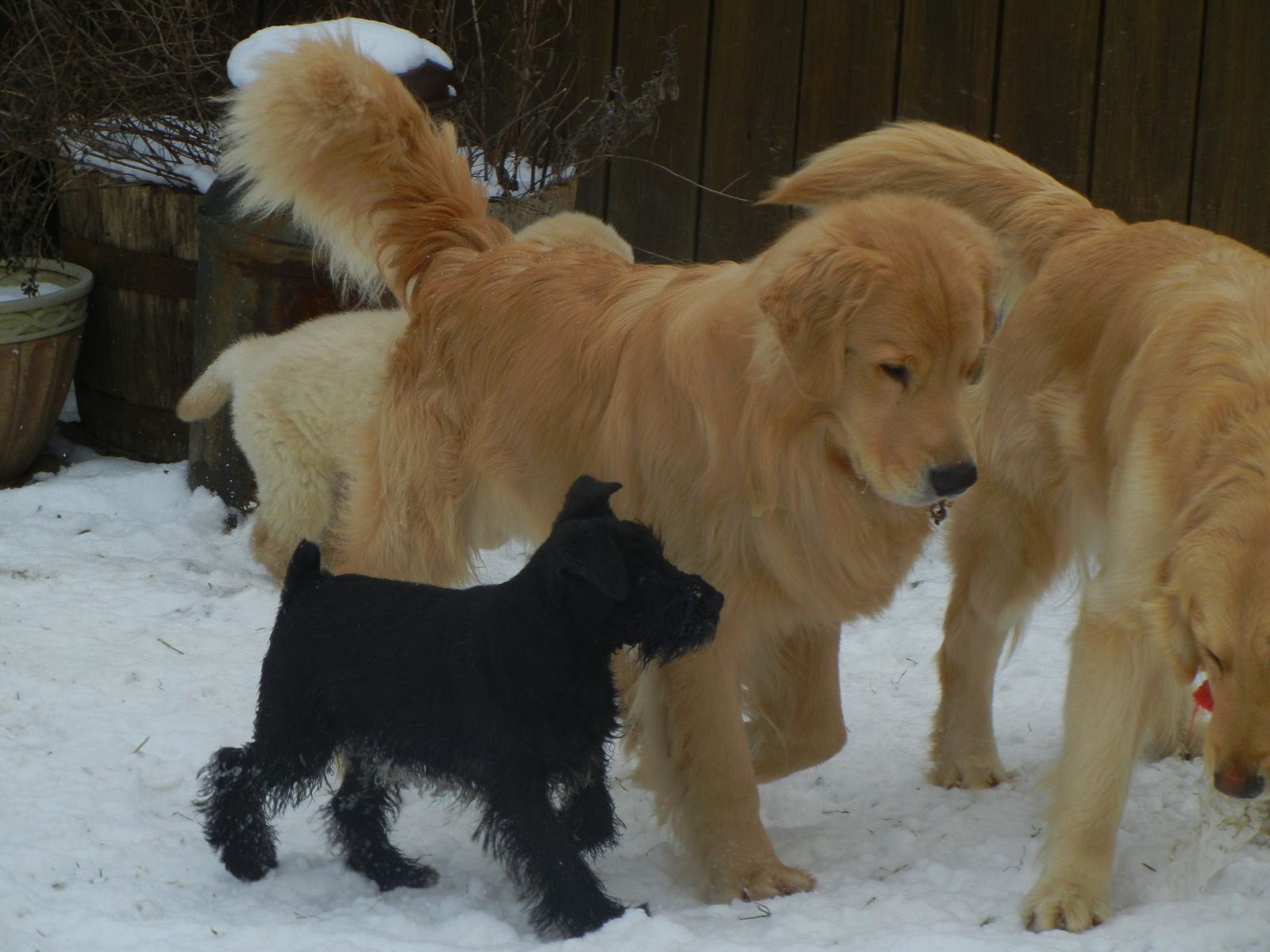 Mervar Kennel - GALLERY