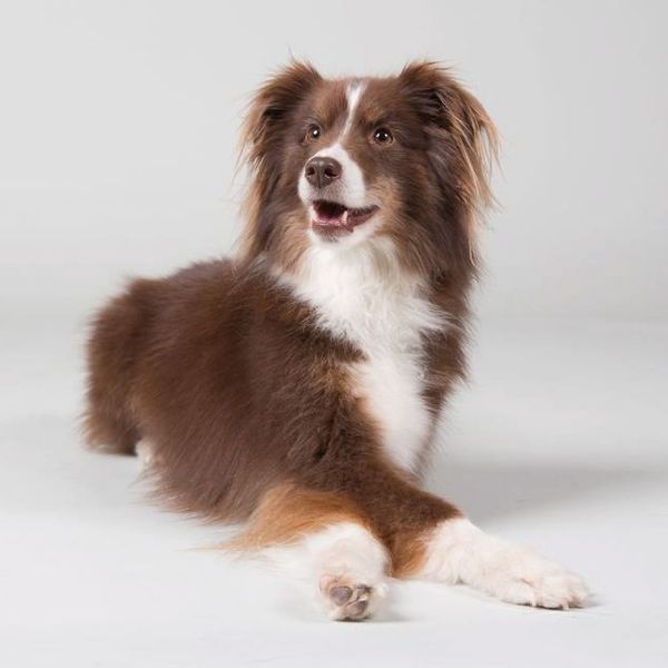 Shape Up Dogs - Online Lessons