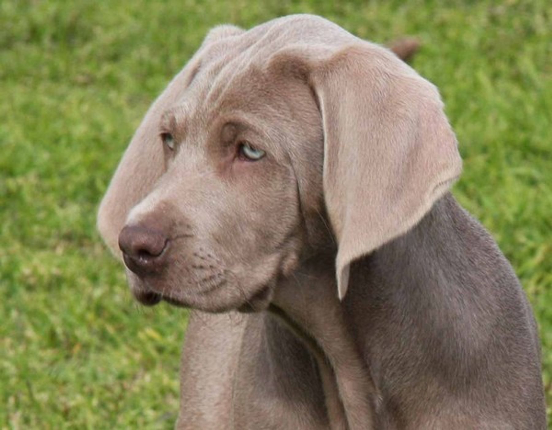 Somerford Weimaraners Breeders