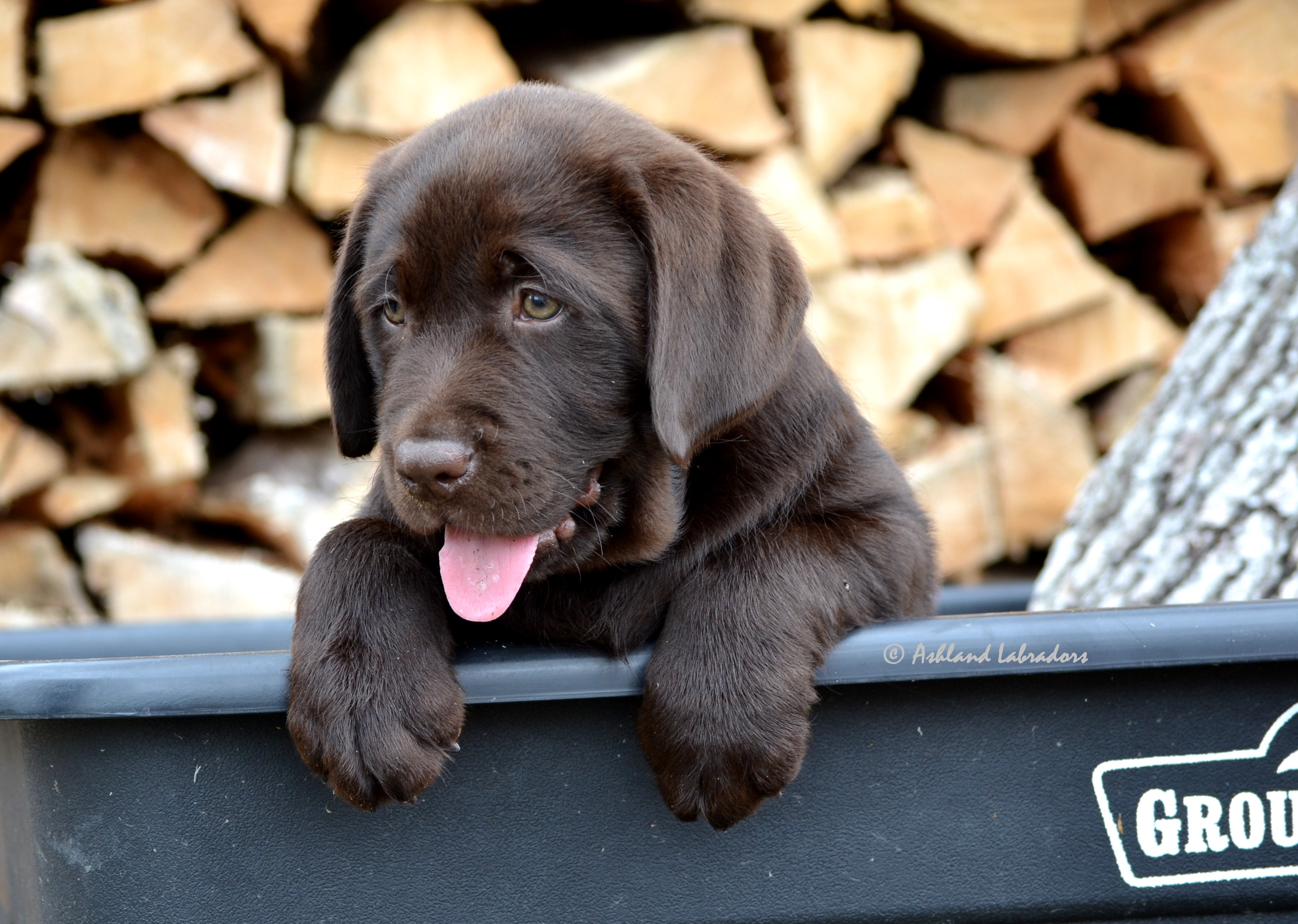 Ashland Labrador Retrievers, Tennessee, USA