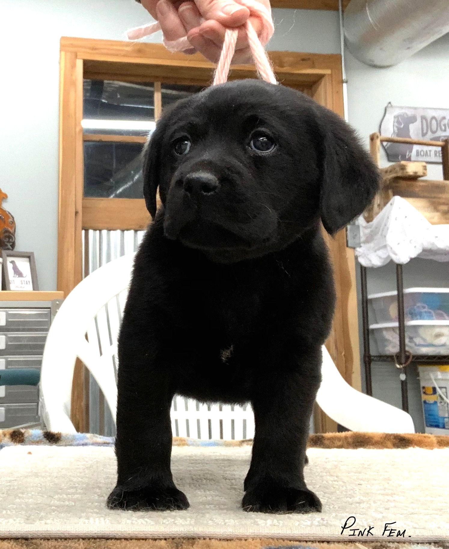ASHLAND LABRADOR RETRIEVERS - The Nursery