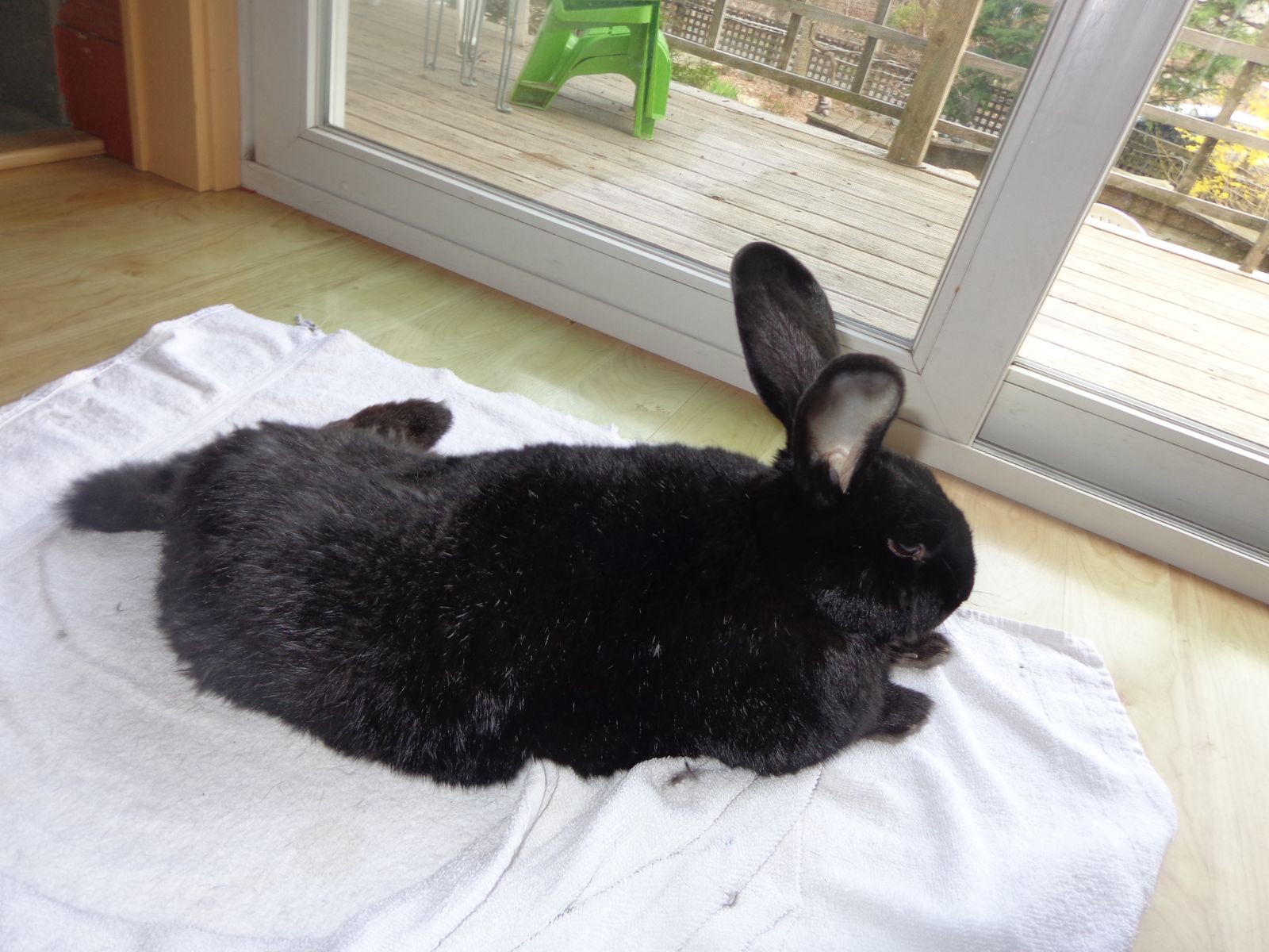 Hopalong Hollow Rabbit Rescue - Sanctuary Rabbits at the Hollow