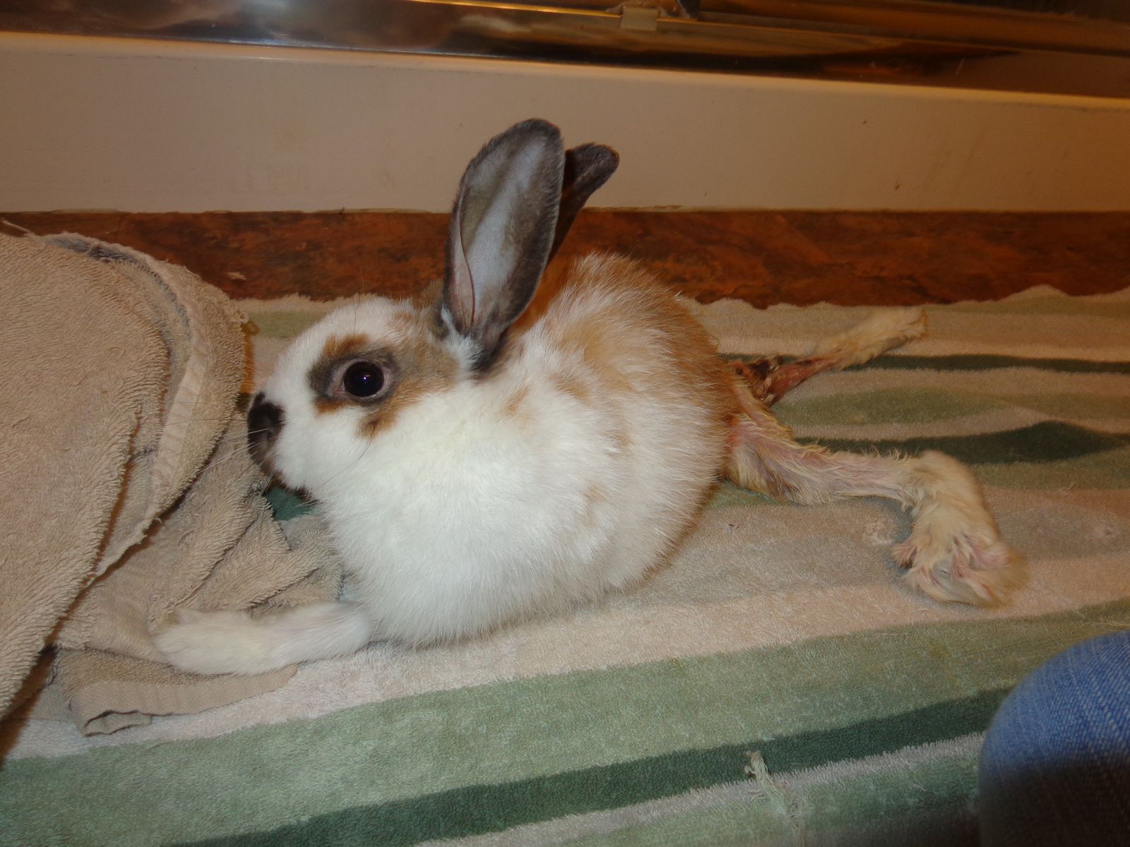 Hopalong Hollow Rabbit Rescue - Sanctuary Rabbits at the Hollow