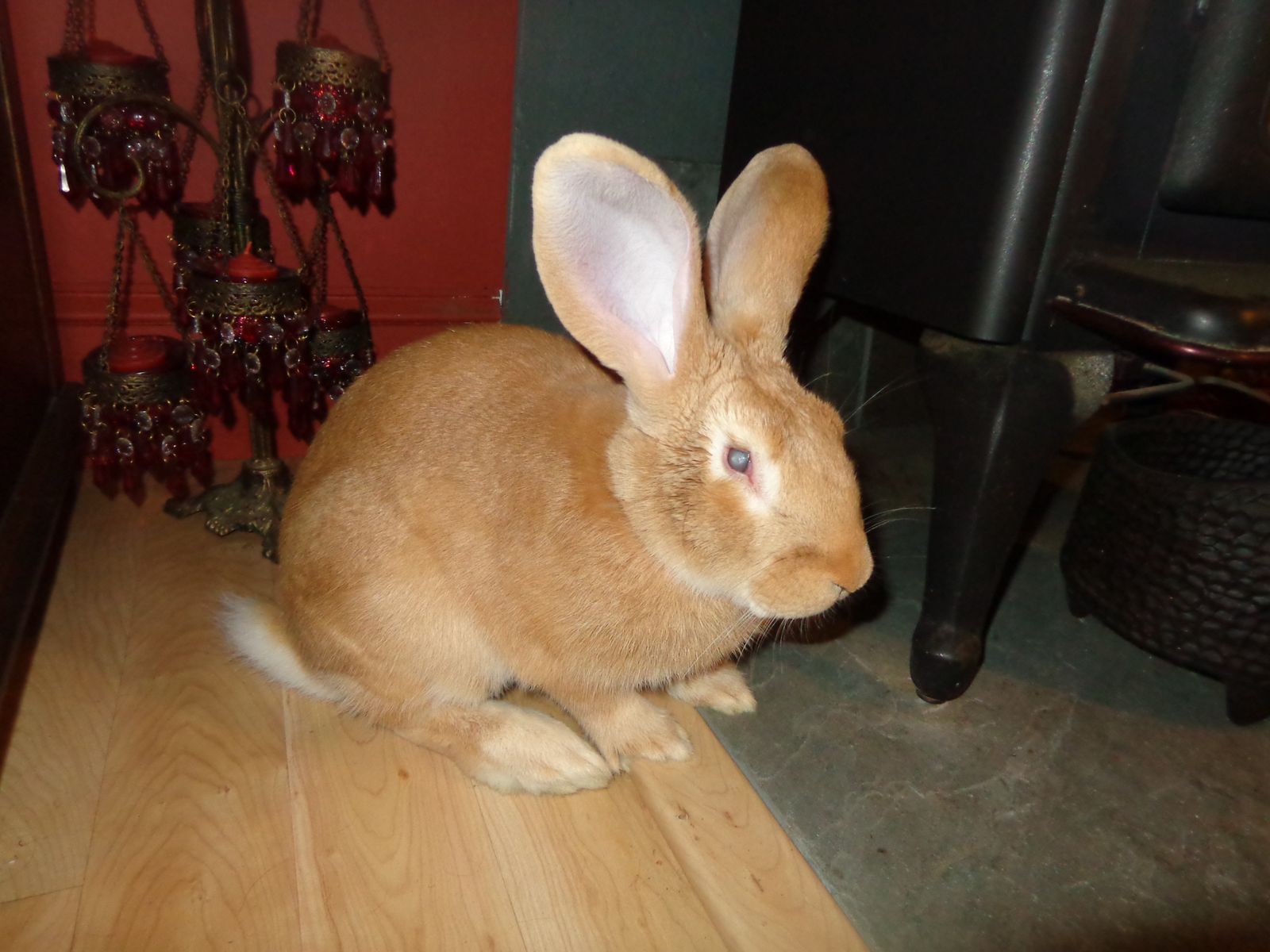 Hopalong Hollow Rabbit Rescue - Sanctuary Rabbits at the Hollow